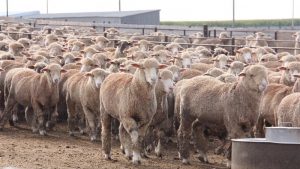 New Lamb Processing Plant Coming Soon – Northern Ag Network