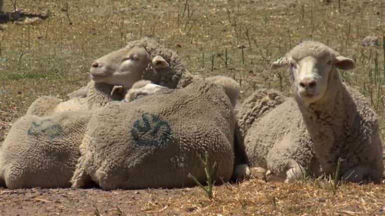 U.S. Sheep Experiment Station’s Important Role for Entire Industry ...