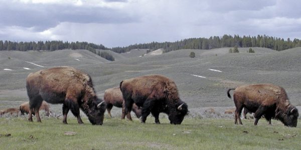 Interior Department Announces Action to Restore Bison Populations ...