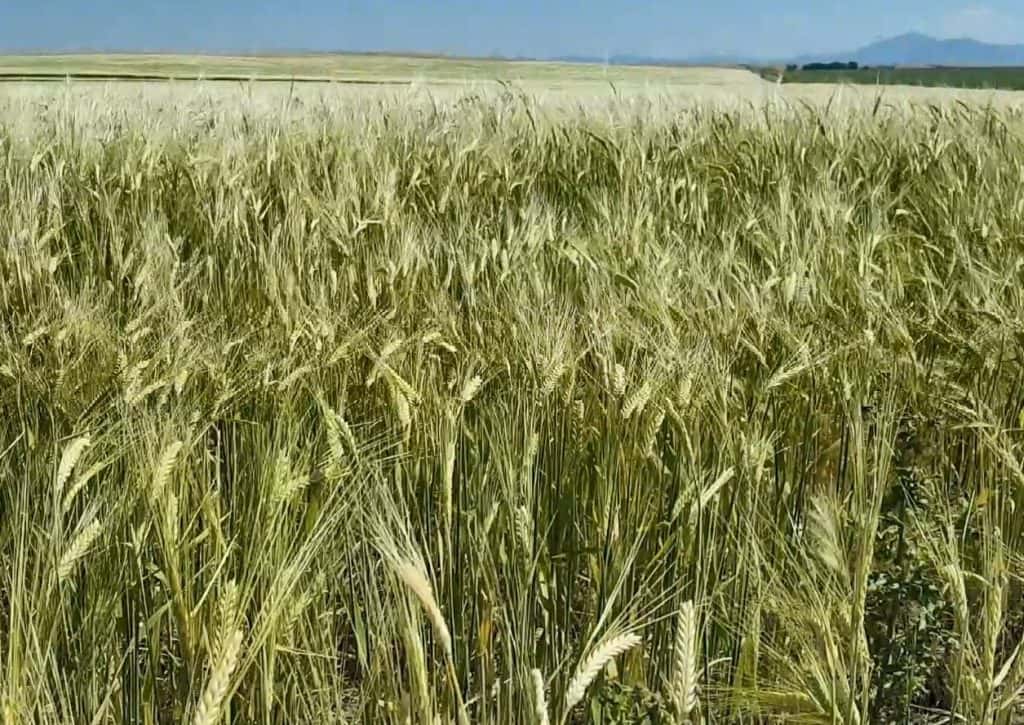 MSU Introduces Two New Winter Wheat Varieties – Northern Ag Network