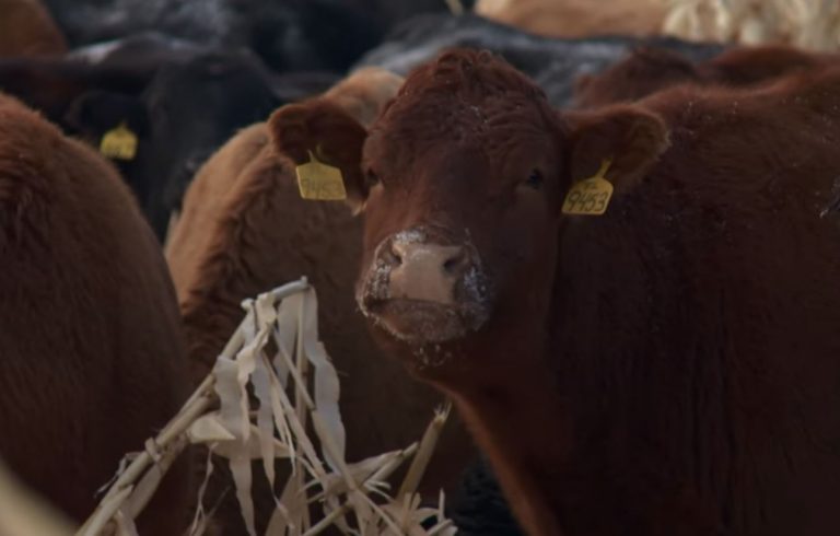 Could Beef Traceability Become a Reality? – Northern Ag Network