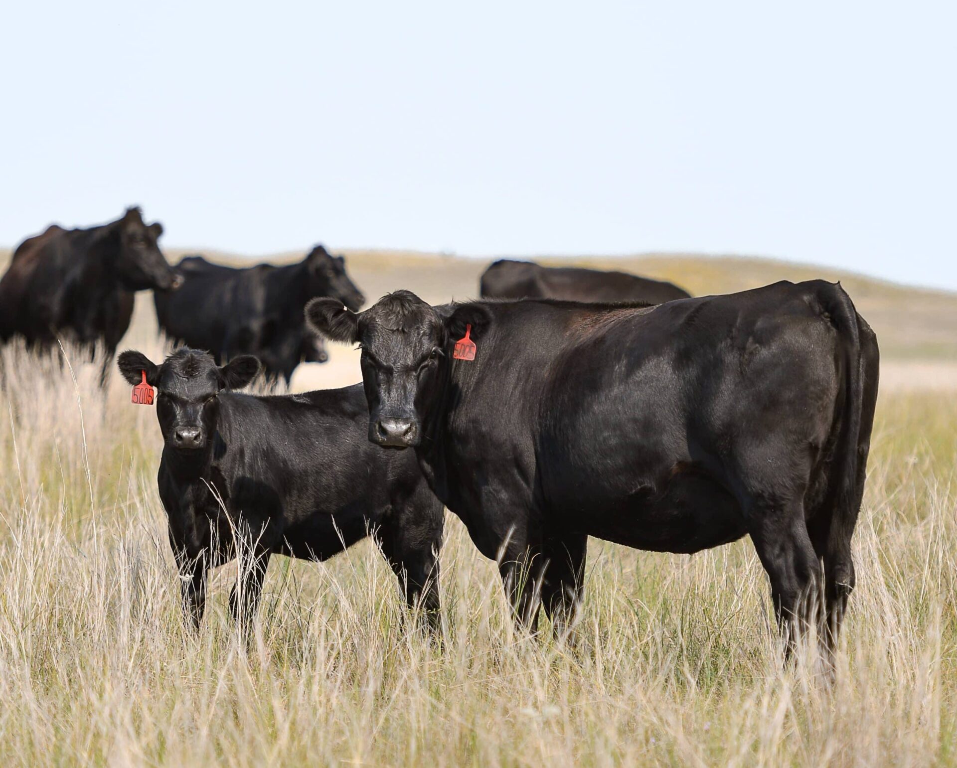 Beef Cattle Management for Healthy Calves and High Conception Rates ...
