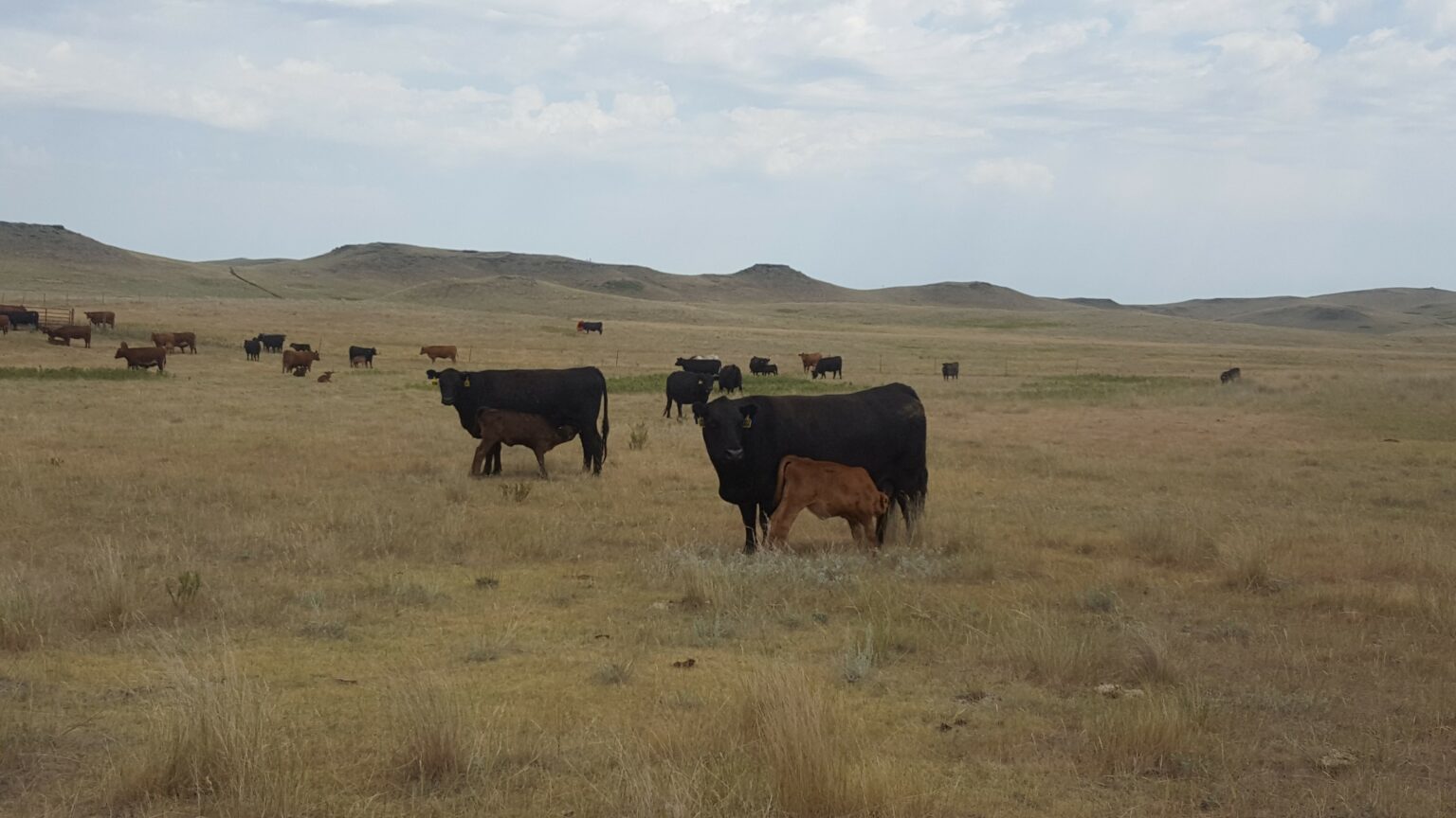 Strategic Culling Vital During Drought – Northern Ag Network