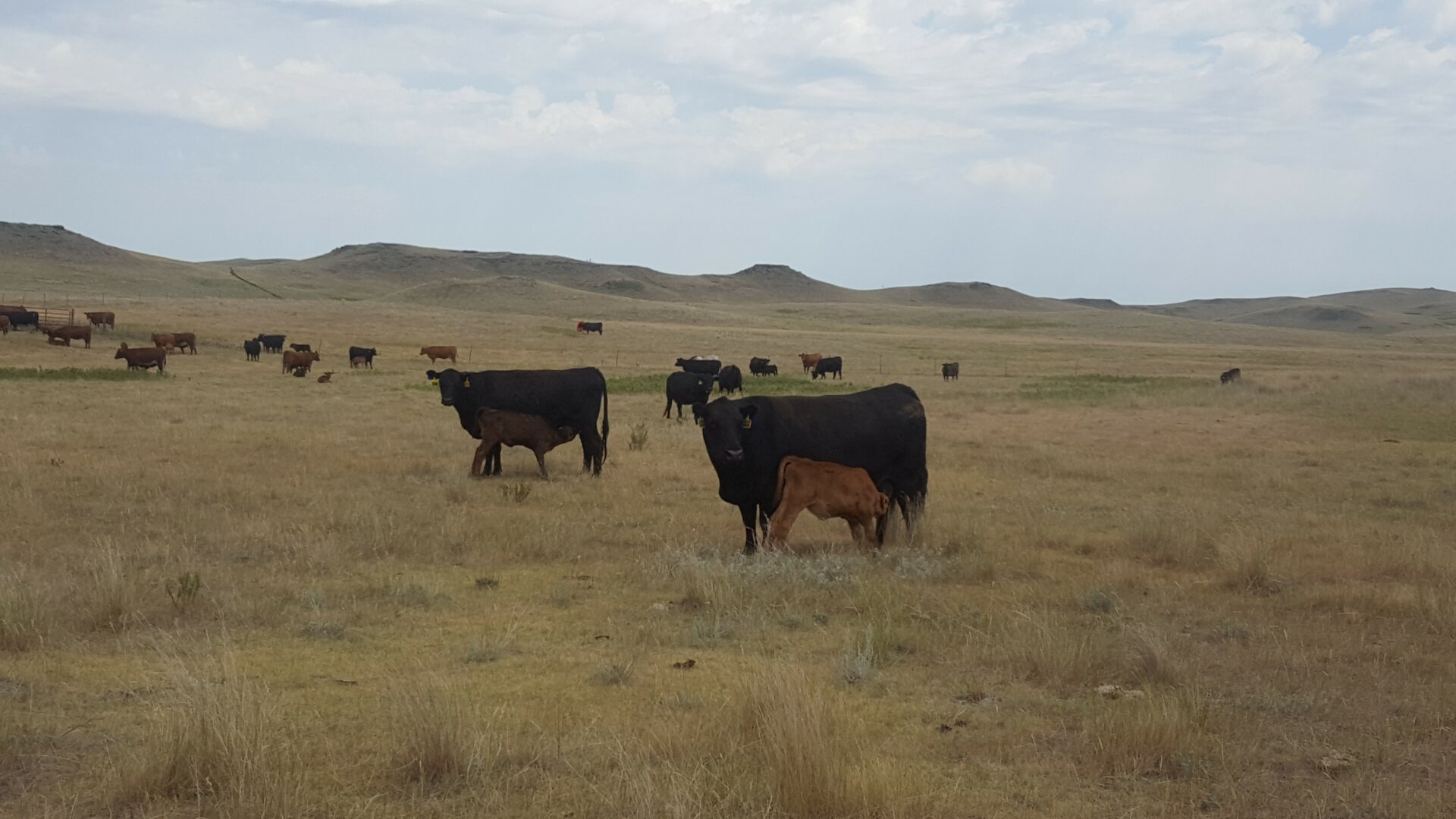 Strategic Culling Vital During Drought – Northern Ag Network