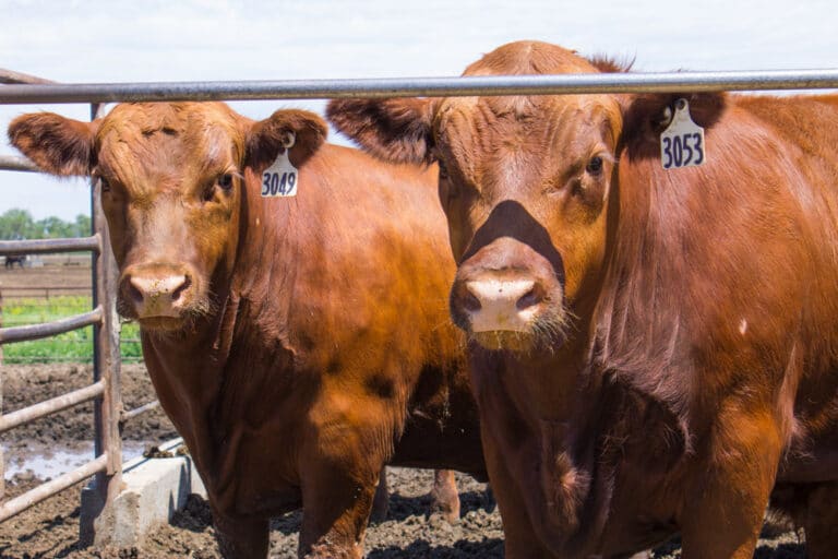 Westphal Red Angus Named 2025 RAAA Pioneer Breeder of the Year ...