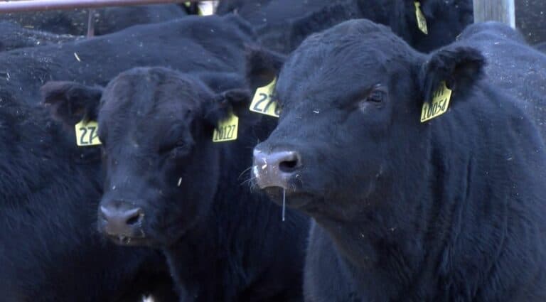 The American Angus Association Recognizes Top Sires with the Most ...