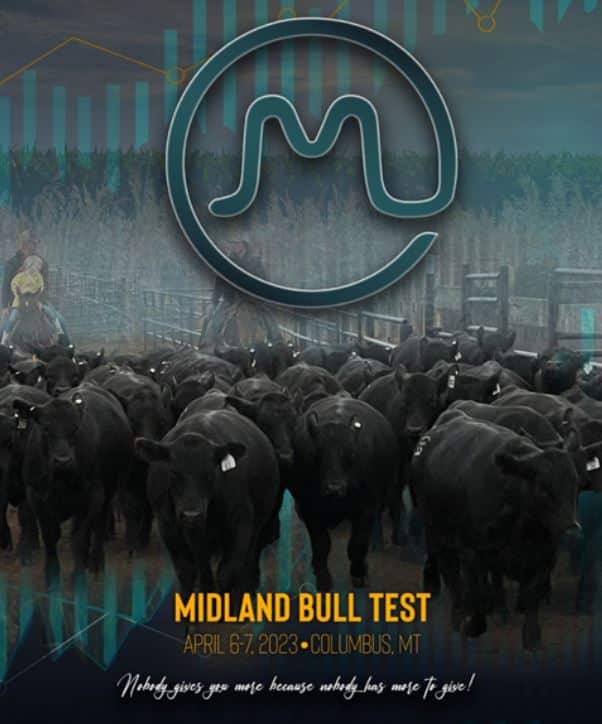 Midland Bull Test – Northern Ag Network