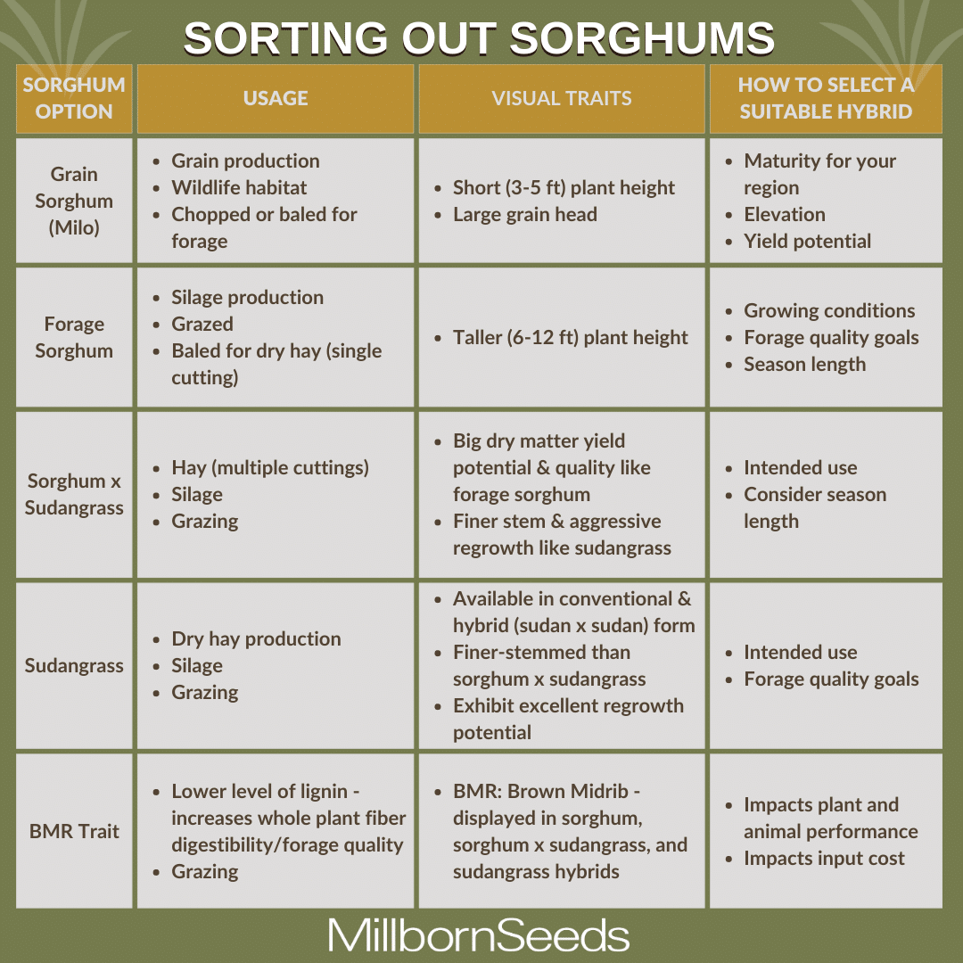 Sorting Out Sorghums – Northern Ag Network
