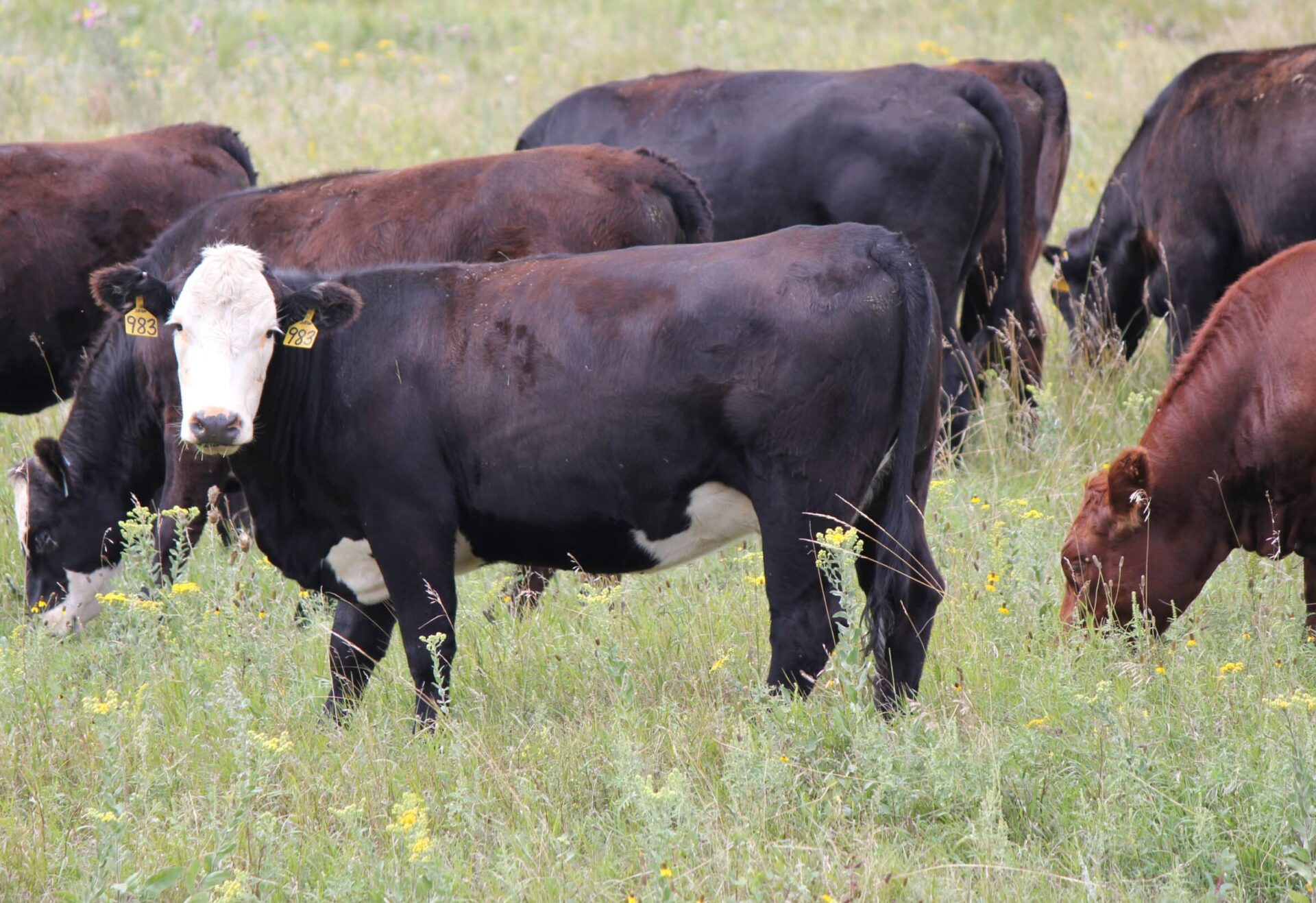 CFTC Charges Agridime and Its Co-Founders with a Fraudulent Cattle Scheme – Northern Ag Network