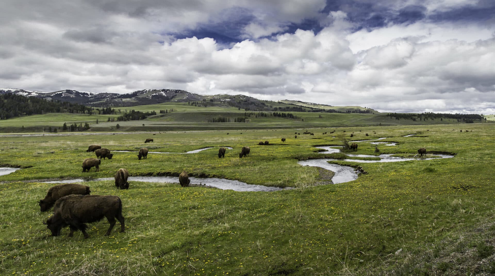 National Park Service Releases Draft EIS for Bison Management at ...