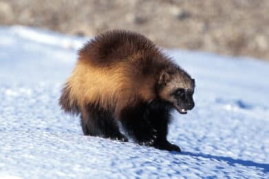 North American Wolverine Has Landed on the Endangered Species Act List ...
