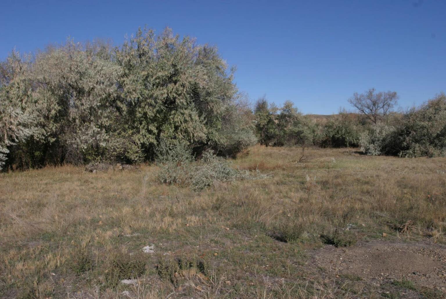 Woody Invasive Species and a Call to Help Montana’s Working Lands and ...